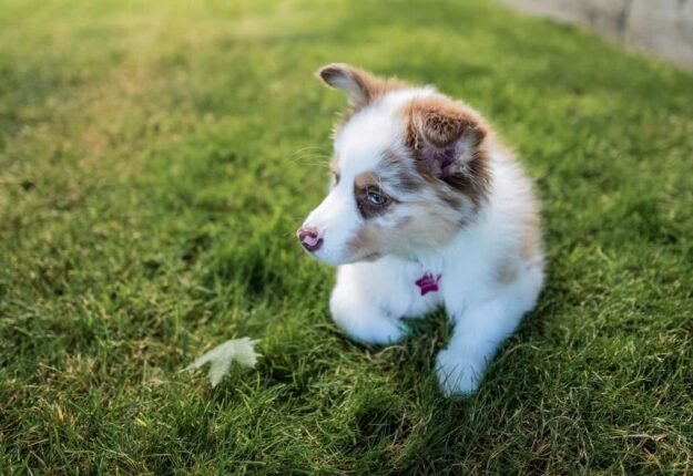 Toy Australian Shepherd Dog – A Cute Little Angel for Your Family ...