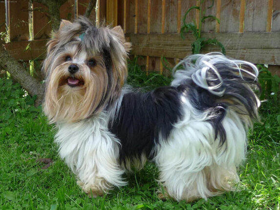 Biewer Terrier: All About Adorable and Rare Type of Breed