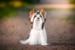 Biewer Terrier: All About Adorable and Rare Type of Breed