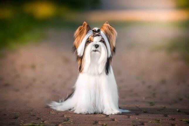 Biewer Terrier: All About Adorable and Rare Type of Breed