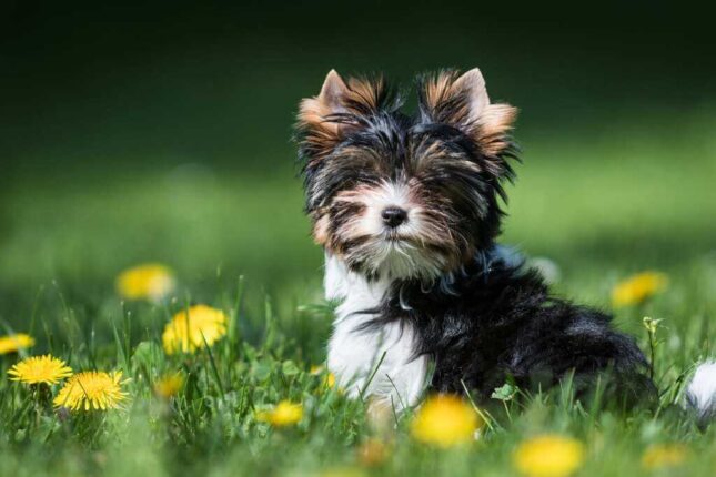 Biewer Terrier: All About Adorable and Rare Type of Breed