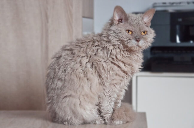 Curly Haired Cat: Everything You Need to Know