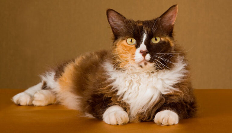 Curly Haired Cat: Everything You Need to Know
