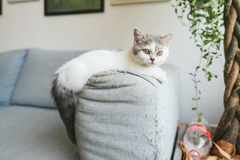 10 Cutest Cat Breeds That You Love to Adopt Them