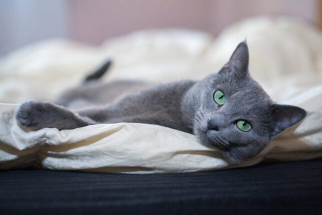 10 Cutest Cat Breeds That You Love to Adopt Them