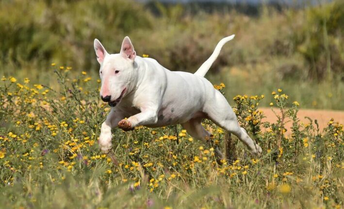 30+ Large White Dog Breeds That Will Amaze You
