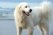 Large White Dog Breeds: 25 Big White Fluffy Dog Breeds