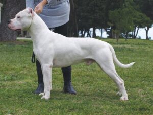 30+ Large White Dog Breeds That Will Amaze You