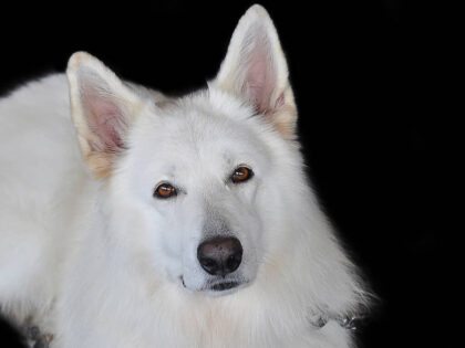 30+ Large White Dog Breeds That Will Amaze You