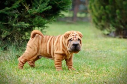 Mini Hippo Dog: A Detailed Guide Before You Own One