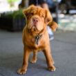 Mini Hippo Dog: A Detailed Guide Before You Own One