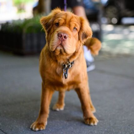 Mini Hippo Dog: A Detailed Guide Before You Own One
