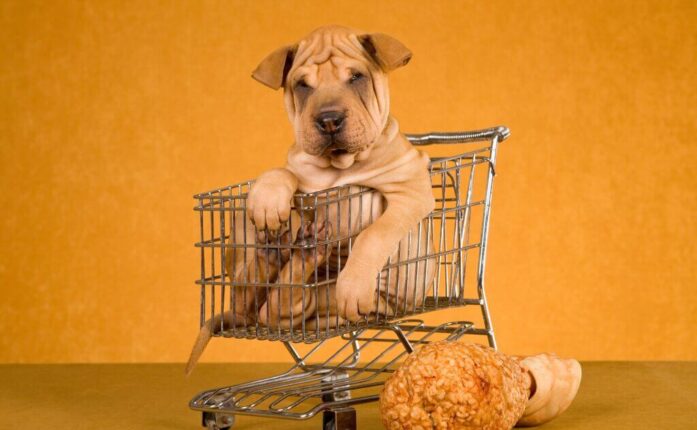 Mini Hippo Dog: A Detailed Guide Before You Own One