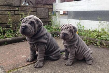 Mini Hippo Dog: A Detailed Guide Before You Own One