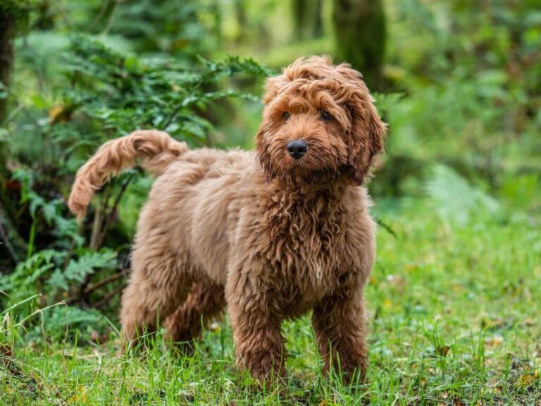 Cockapoo Puppies: A Compete Guide for Pet Owners
