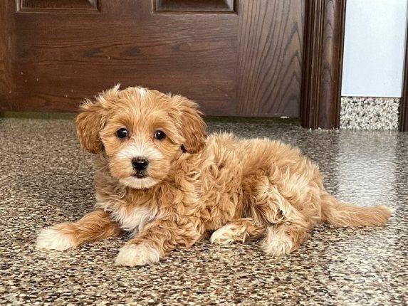 Havapoo Puppies: A Complete Guide About This Cute Dog Breed