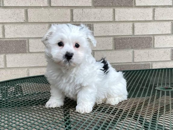 Havapoo Puppies: A Complete Guide About This Cute Dog Breed