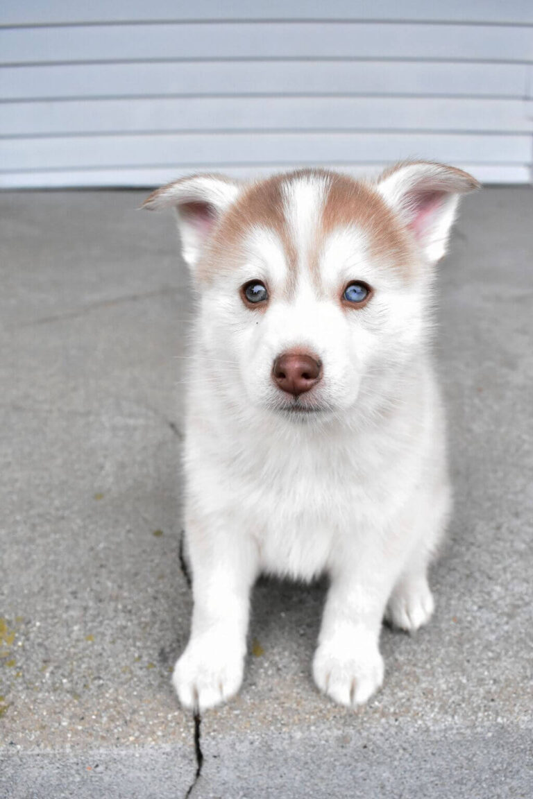 Top 10 Adorable Mixed Breed Dogs That You Will Love to Adopt