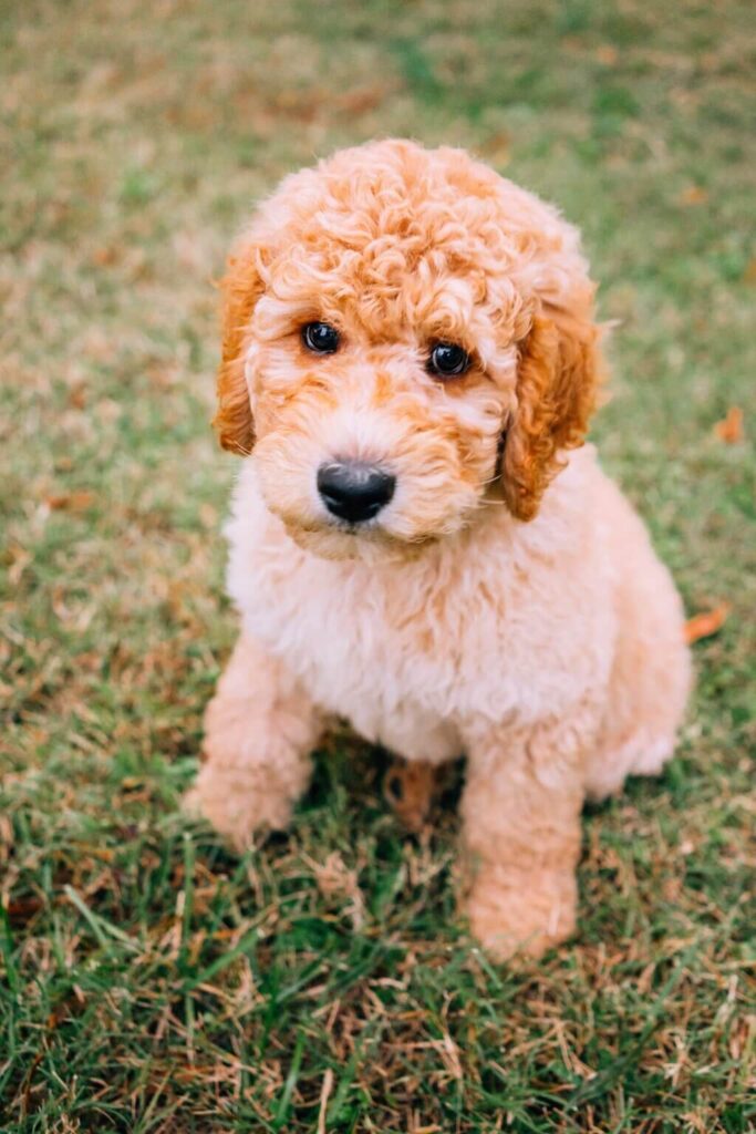 Top 10 Adorable Mixed Breed Dogs That You Will Love to Adopt