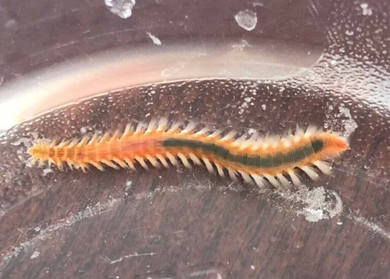 Bristle Worms: An Ultimate Guide And All You Need To Know