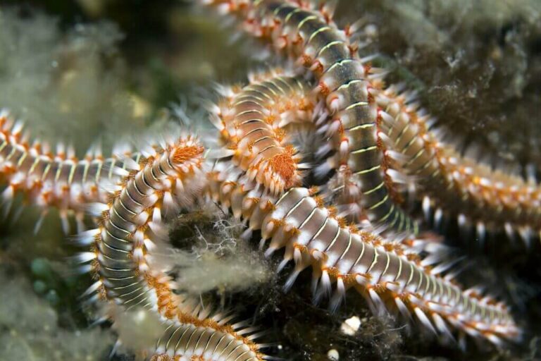 Bristle Worms: An Ultimate Guide And All You Need To Know