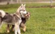 Huskypoo Mix Dog Breed: Huskydoodles Breed Information