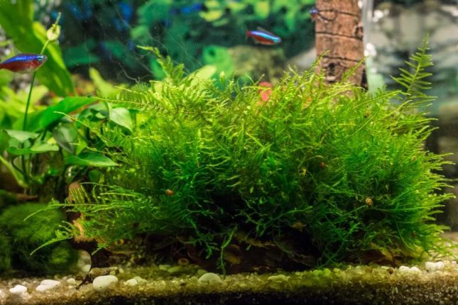Java Moss Is Best to Make Your Aquarium Attractive & Natural