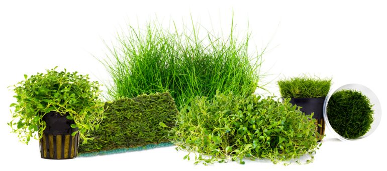 Java Moss Is Best to Make Your Aquarium Attractive & Natural