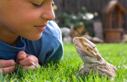 Pet Iguana: A Pet with an Intimidating Look Yet Calm