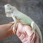 Pet Iguana: A Pet with an Intimidating Look Yet Calm
