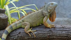 Pet Iguana: A Pet with an Intimidating Look Yet Calm