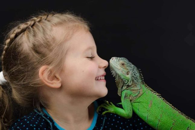 Pet Iguana: A Pet with an Intimidating Look Yet Calm