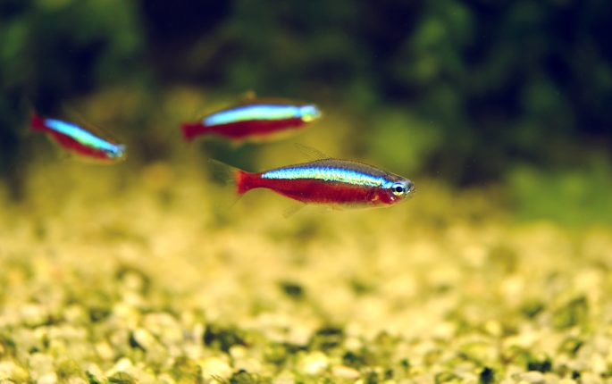 Best Small Aquarium Fish for Fishtank You Must Have