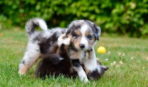 Mini Australian Shepherd Breed Information and Guide