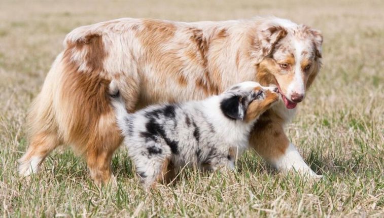 Mini Australian Shepherd: A Guide on Miniature Australian Shepherd