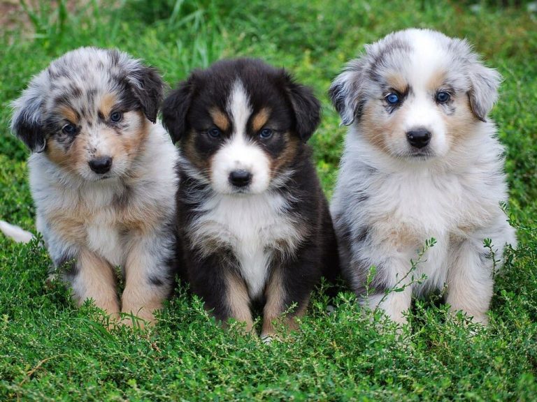 Mini Australian Shepherd Breed Information and Guide