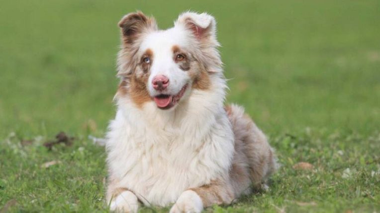Mini Australian Shepherd: A Guide on Miniature Australian Shepherd