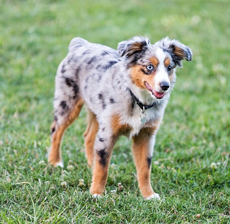 Mini Australian Shepherd: A Guide on Miniature Australian Shepherd