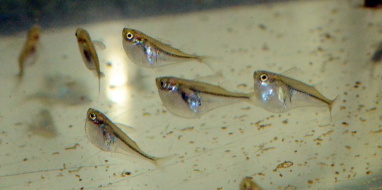 Best Small Aquarium Fish for Fishtank You Must Have