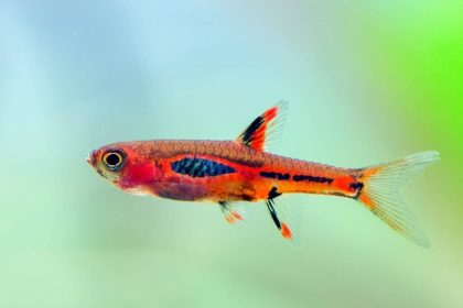 Best Small Aquarium Fish for Fishtank You Must Have