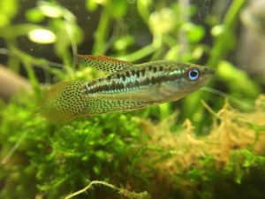 Best Small Aquarium Fish for Fishtank You Must Have