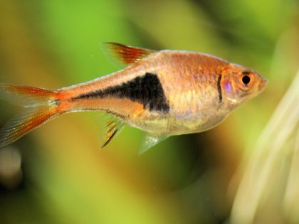 Best Small Aquarium Fish for Fishtank You Must Have