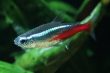 Best Small Aquarium Fish for Fishtank You Must Have