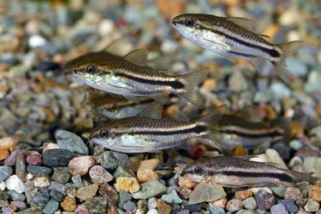 Best Small Aquarium Fish for Fishtank You Must Have