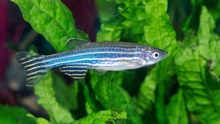 Best Small Aquarium Fish for Fishtank You Must Have