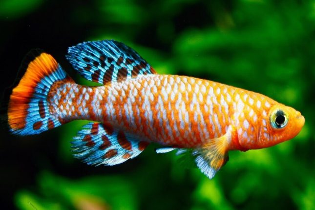 Best Small Aquarium Fish for Fishtank You Must Have