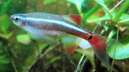 Best Small Aquarium Fish for Fishtank You Must Have