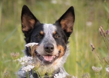 Texas Heeler Mixed Dog Breed Overview and Facts