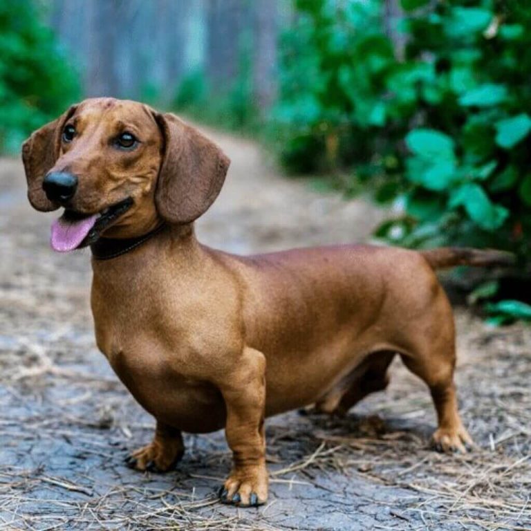 Chiweenie Dog Breed Information, Price, Caring Tips