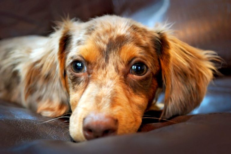 Chiweenie Dog Breed Information, Price, Caring Tips